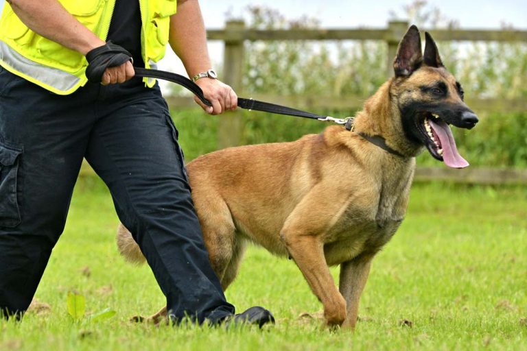 Canine and Dog Unit - Security Guarding Solutions